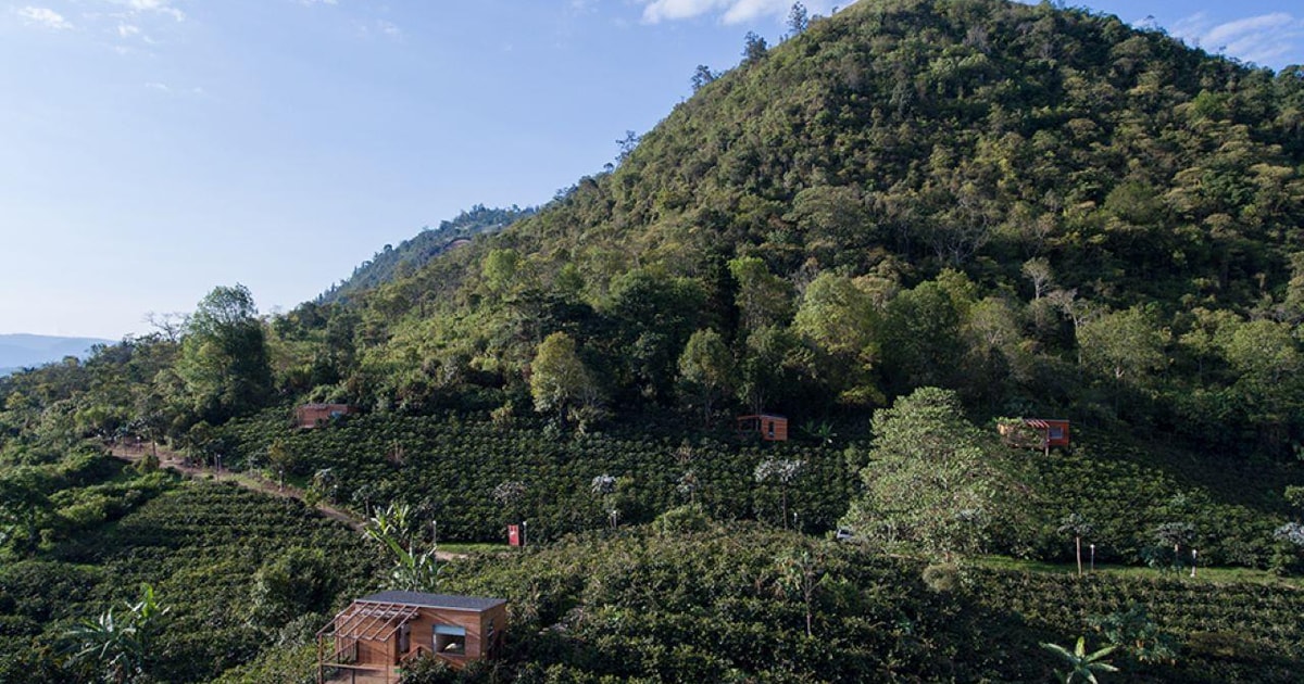 Tour privado de la plantación de café con degustación y almuerzo ...