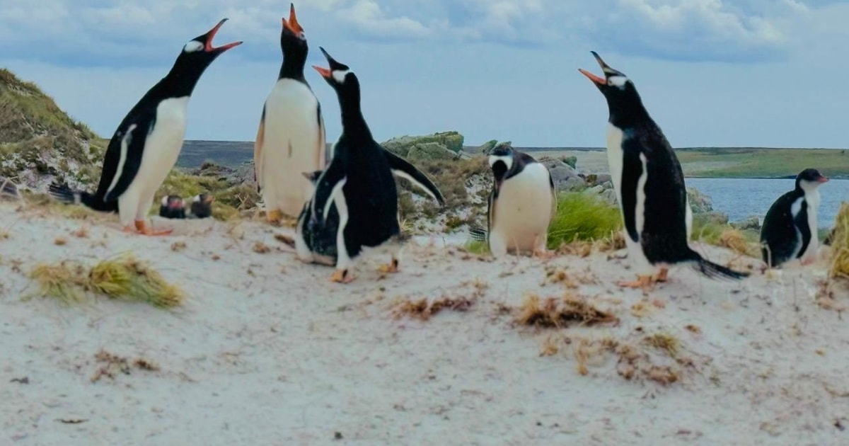 Falklands Penguin Tour: Yorke Bay, Rookery Bay & Gypsy Cove | GetYourGuide