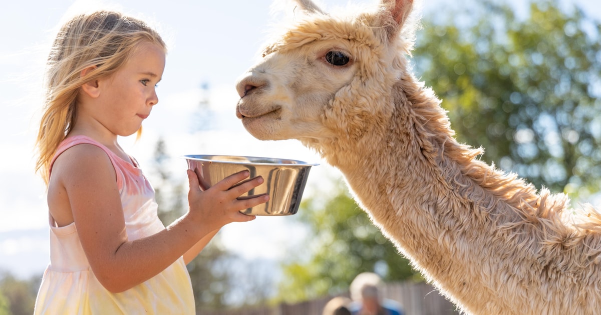Maui: Alpaca Farm Visit with Hands-On Activities | GetYourGuide