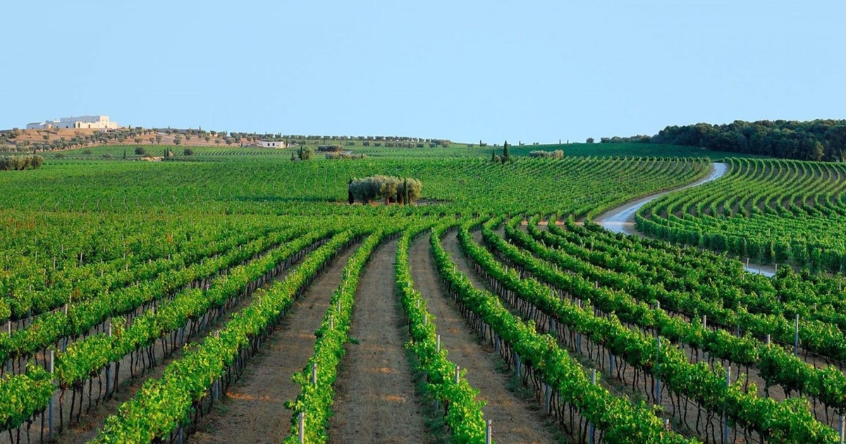 Apulia: Guided Vineyard Tour with Wine Tasting | GetYourGuide