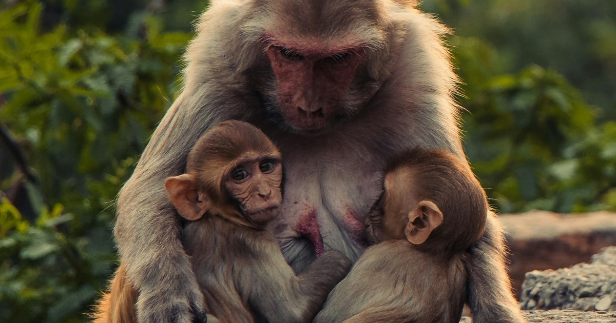 Delhi: Monkey Safari guided walking tour | GetYourGuide