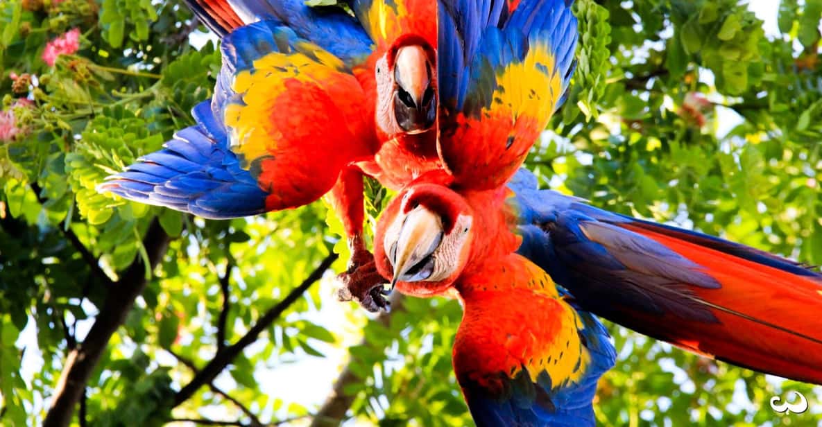 Drake Bay - Bird Watching Tour | GetYourGuide