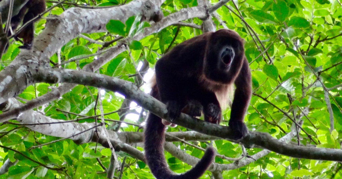 Day trip from Guayaquil to Howler Monkey Trail, Cacao Farm | GetYourGuide