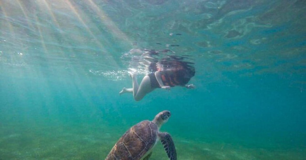 Akumal: Swim With Turtles Tour | GetYourGuide