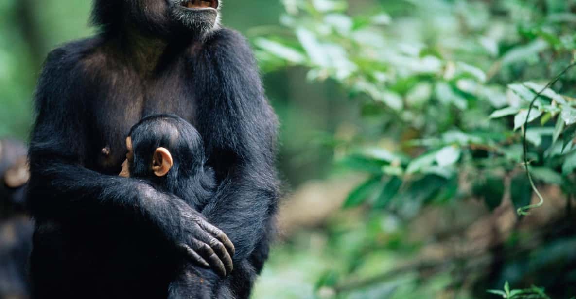 The best four days in gombe national park | GetYourGuide