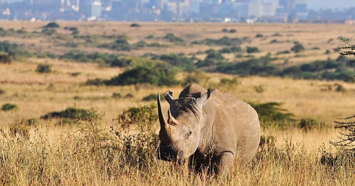 Elefante y comida en Carnivore | GetYourGuide