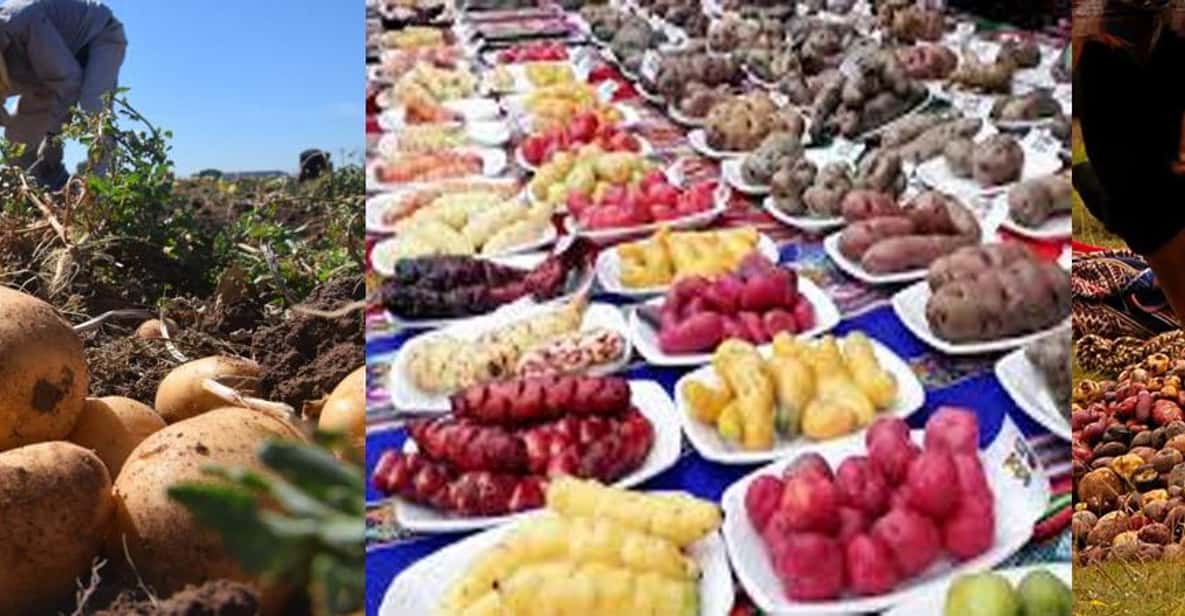 Rural Community Tourism in the Potato Park - Sacred Valley | GetYourGuide