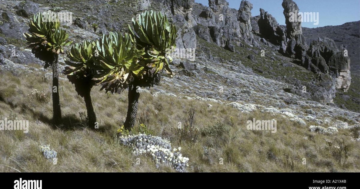 Excursión de 3 días al Monte Elgon en Uganda | GetYourGuide