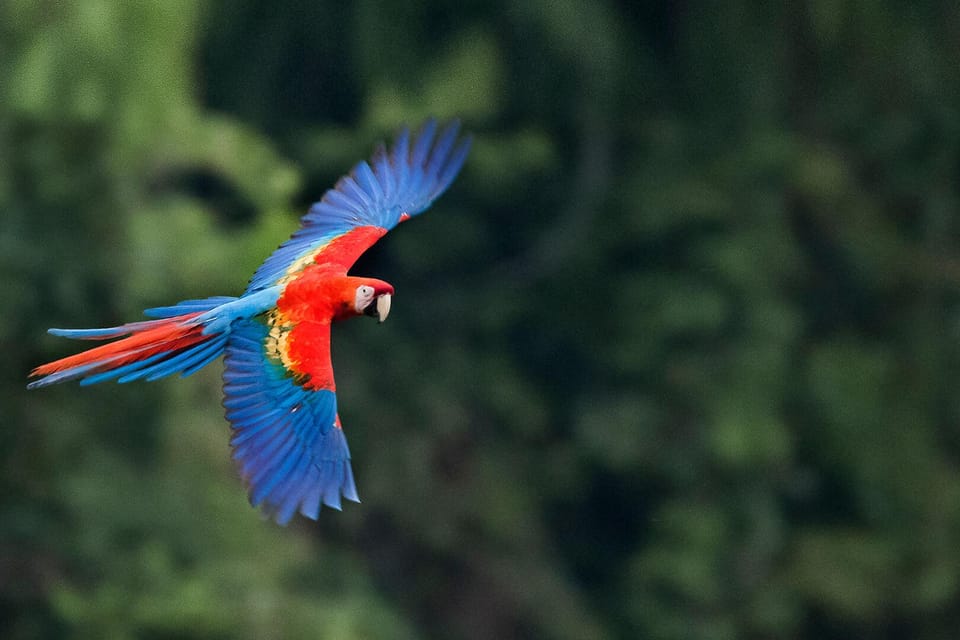 7-Day Tambopata Tour with Bird Watching | GetYourGuide