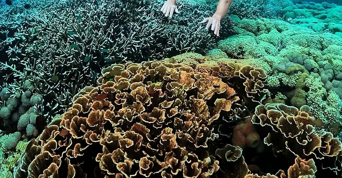 "Privétour: Pink Beach Lombok Gili Eilanden & Zandeiland". | GetYourGuide