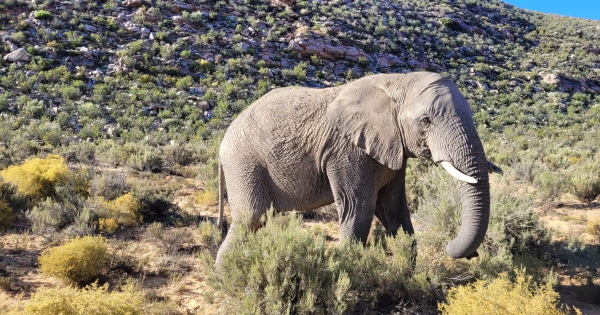 Dagvullende big five safari tour vanuit Kaapstad met transfers ...