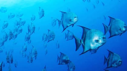 Flamingo & Tamarindo : Snorkeling at Las Catalinas Islands | GetYourGuide