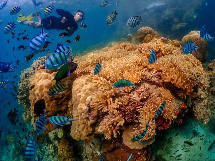 Nemo Island Experience with Drone Photos and Lunch | GetYourGuide