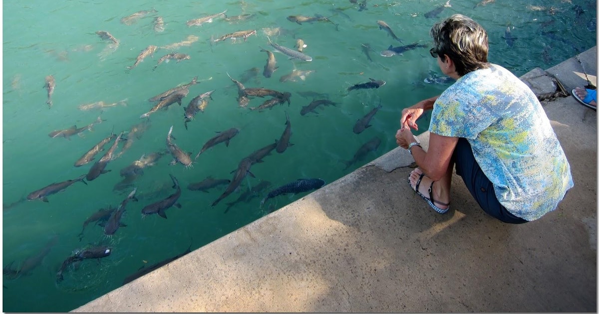 Darwin: Aquascene Fish Feeding Experience | GetYourGuide