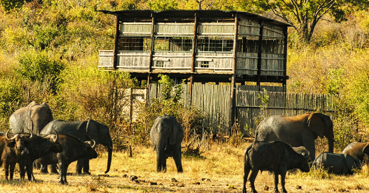 BBQ/Braii + Game Drive in Chamabondo National Park | GetYourGuide
