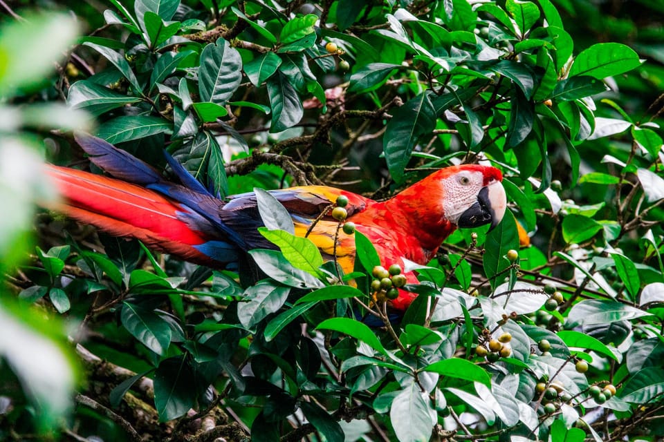 Corcovado National Park - Sirena Station - 1 night stay | GetYourGuide