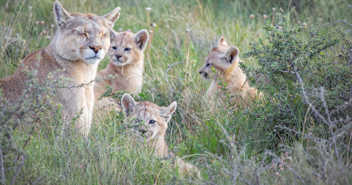 Puma Tracking (Puma spotting) - Torres del Paine | GetYourGuide