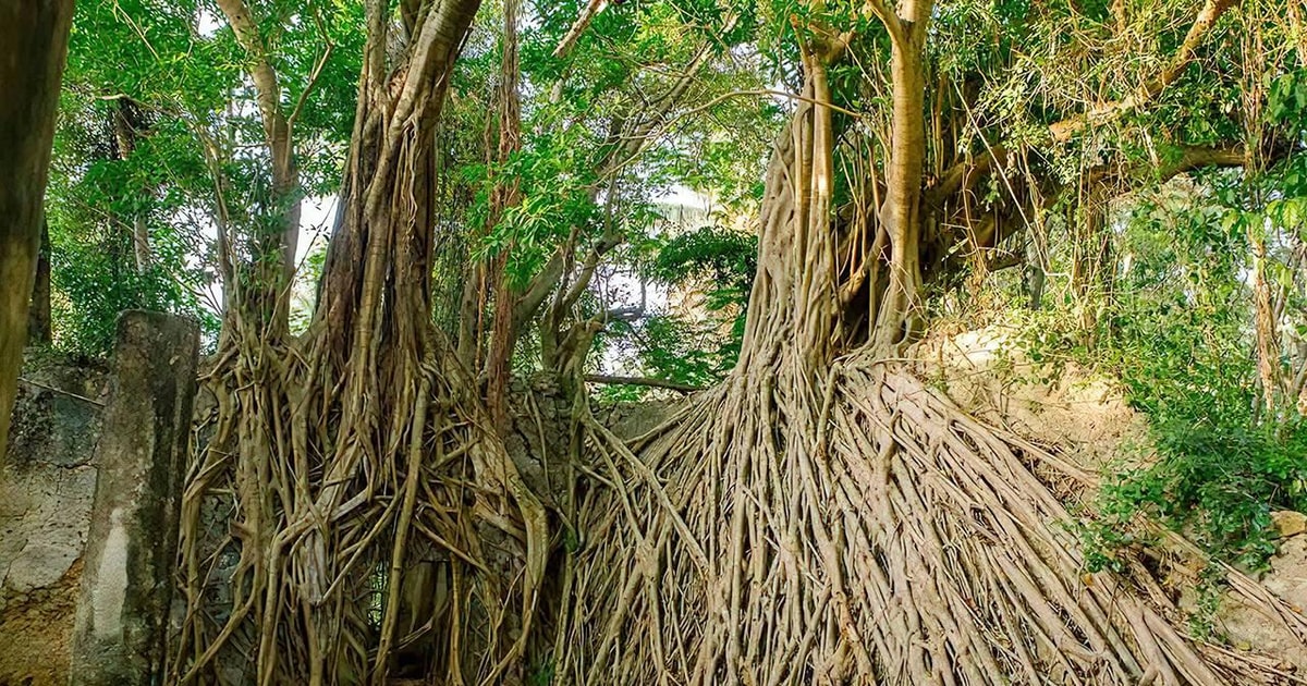 Mafia Island: Chole Island Tour with Sandbank Lunch | GetYourGuide