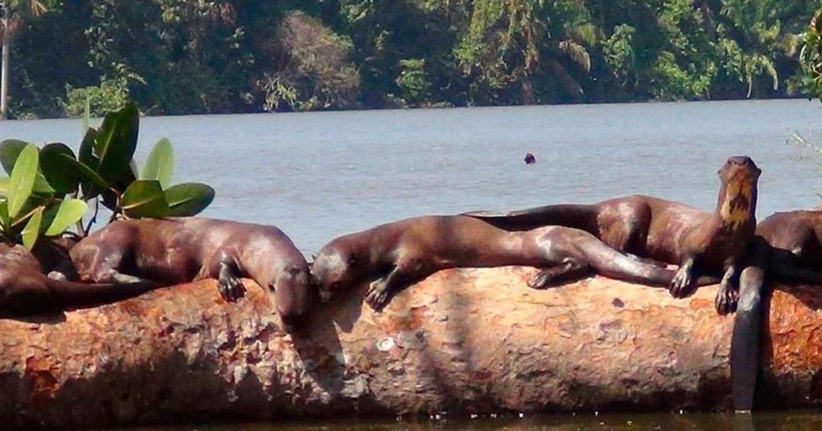 Desde Puerto Maldonado || Senderismo en la selva + Lago Sandoval ...