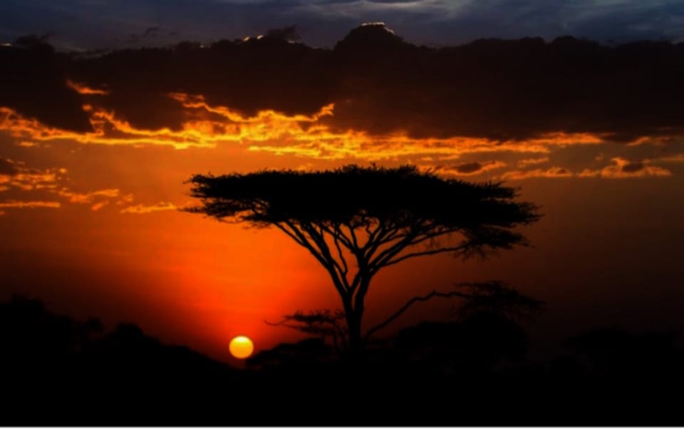 Ngorongoro Crater Day Tour Getyourguide