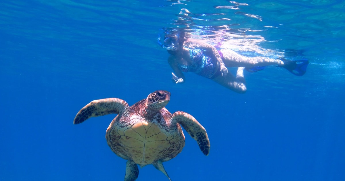 Kayak Snorkel Adventure with Hawaiian Green Sea Turtles | GetYourGuide