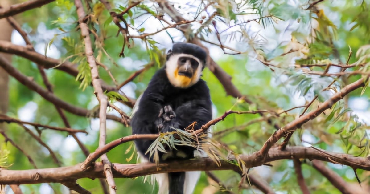 Addis Ababa: 2-Day Awassa, Lake Ziway & Wondo Genet Tour | GetYourGuide