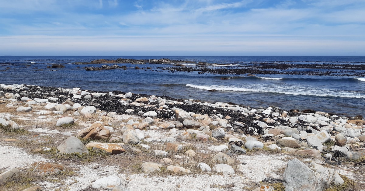 Exclusive Cape Point , Table Mountain and Wine Tasting Tour | GetYourGuide