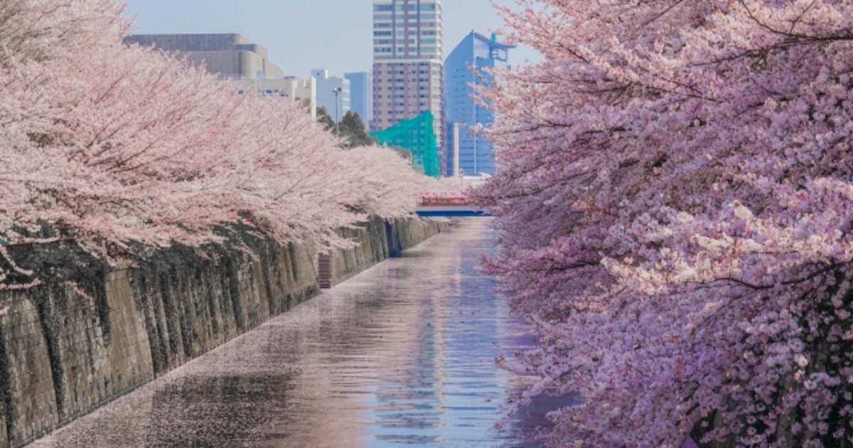 Tóquio: Caminhada das flores de cerejeira no rio Meguro e entrada no ...