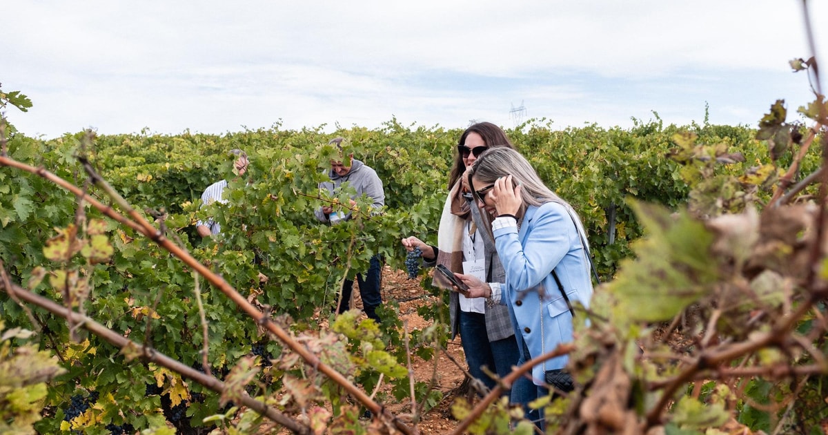 Valencia: Premium Wine Tasting & 3-Course Gastronomic Lunch | GetYourGuide