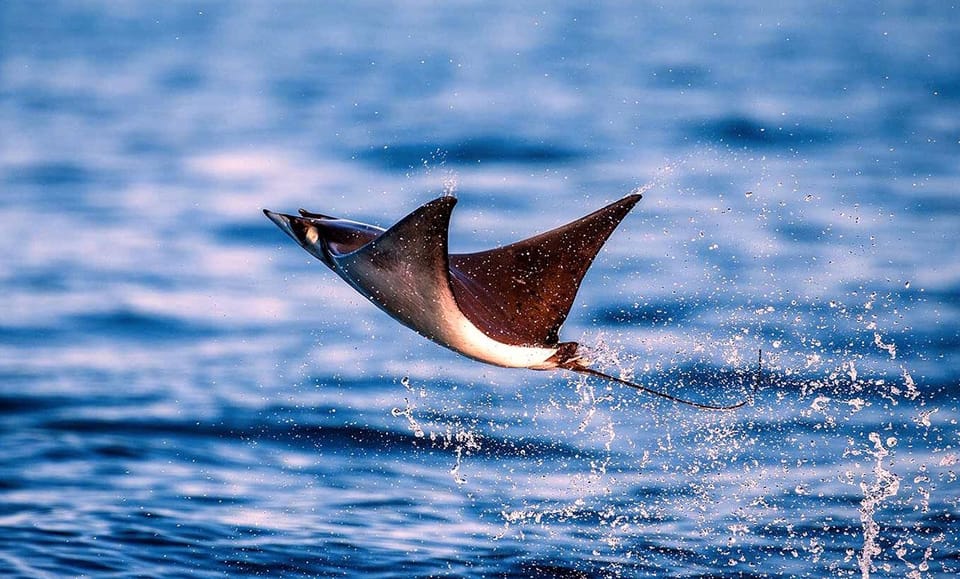 San Jose del Cabo Wildlife Encounter | GetYourGuide