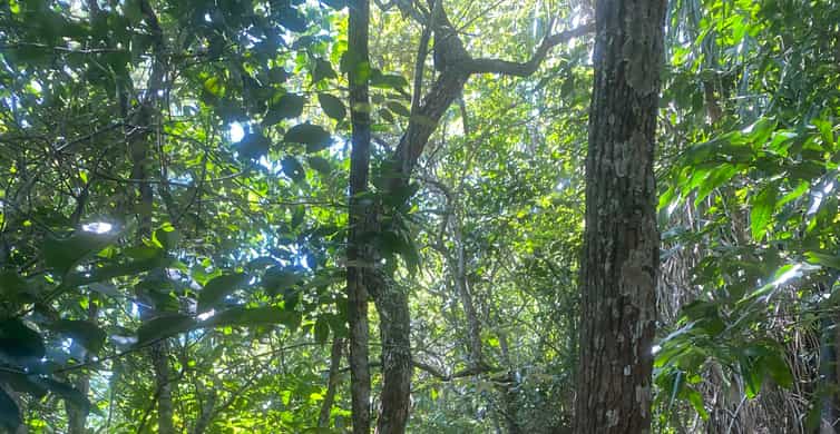 Two Brothers Mountain Hike - Trilha do Morro Dois Irmãos | GetYourGuide