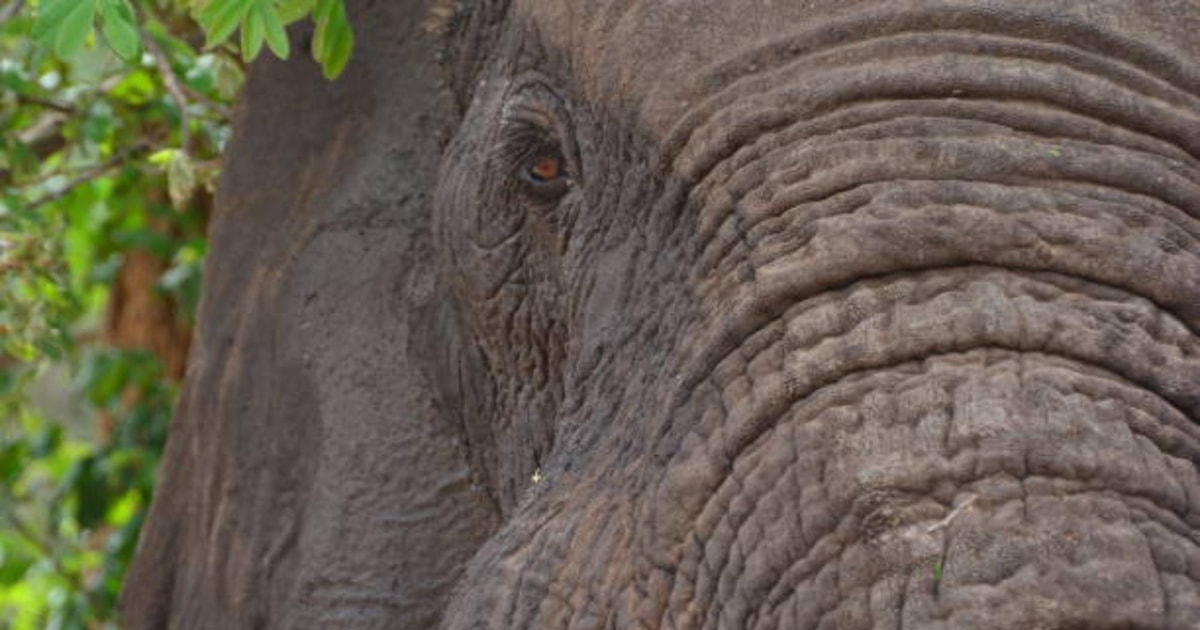 3 jours de safari en Ouganda dans le parc national de la vallée de ...