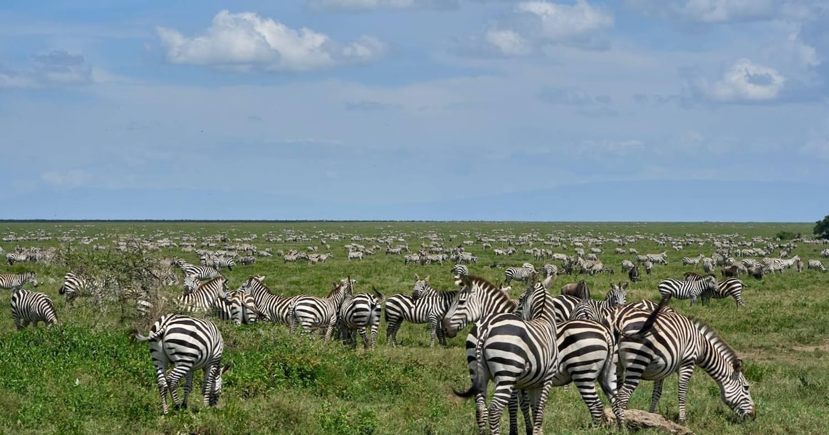 9 Days honeymoon migration Footsteps Safari-River Crossing | GetYourGuide