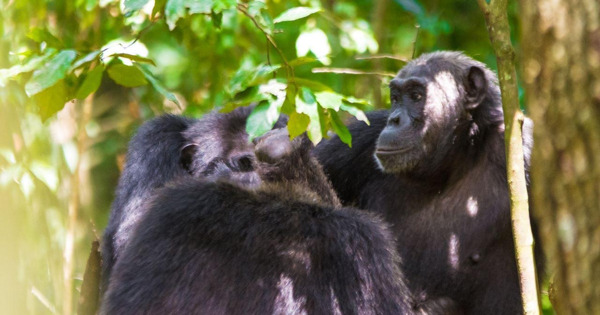 Uganda: safari di 5 giorni con gli scimpanzé di Kibale e la fauna ...
