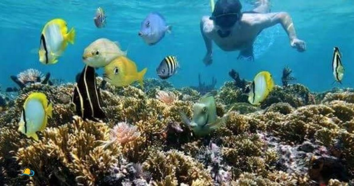 Zanzíbar: Atolón de Mnemba con excursión de snorkel y granja de ...