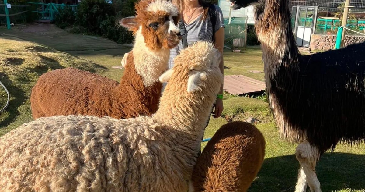 Cusco: Tour por un santuario de animales con animales rescatados ...