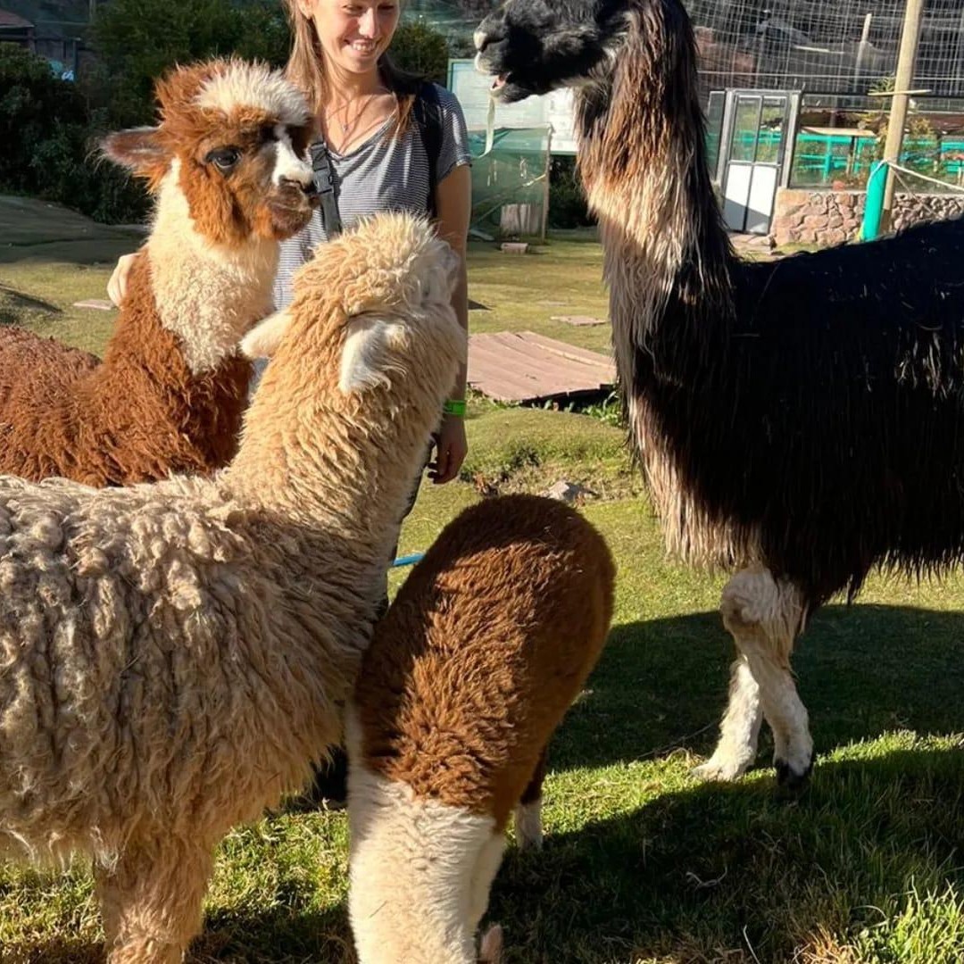Cusco: Cochahuasi Animal Sanctuary Tour with Rescued Animals | GetYourGuide