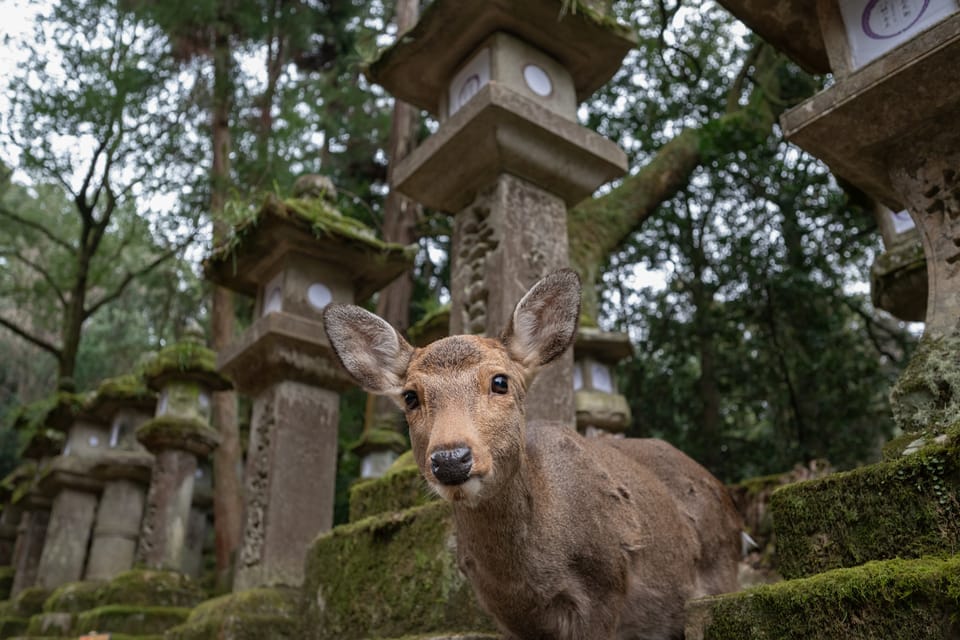 Nara: Todai-ji y parque de Nara (Spanish Guide) | GetYourGuide Nara: Todai-ji y parque de Nara (Spanish Guide) | GetYourGuide