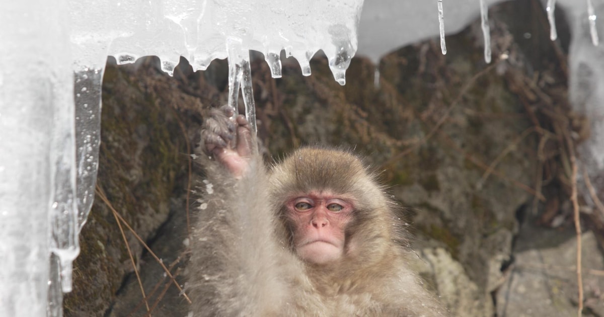 One Day Snow Monkeys, Zenkoji Temple & Sake Day Trip Tour | GetYourGuide