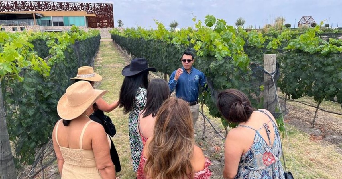 San Miguel de Allende: Local Vineyard Tour & Wine Tasting | GetYourGuide