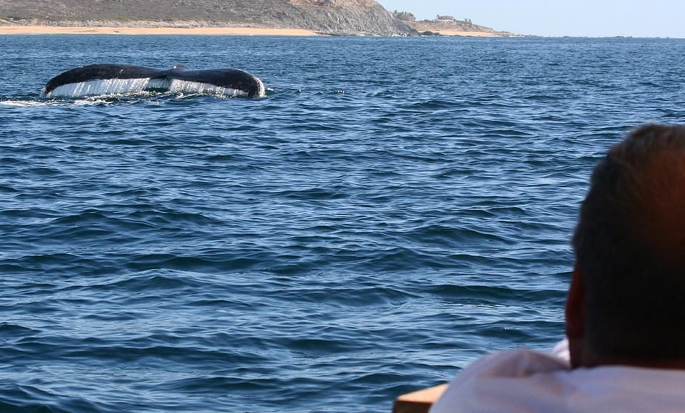 San Jose del Cabo Wildlife Encounter | GetYourGuide