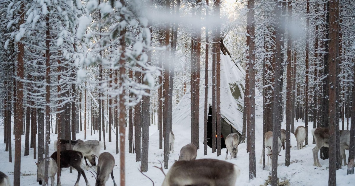 Ivalo: Reindeer Visit – Meet & Feed Reindeer | GetYourGuide