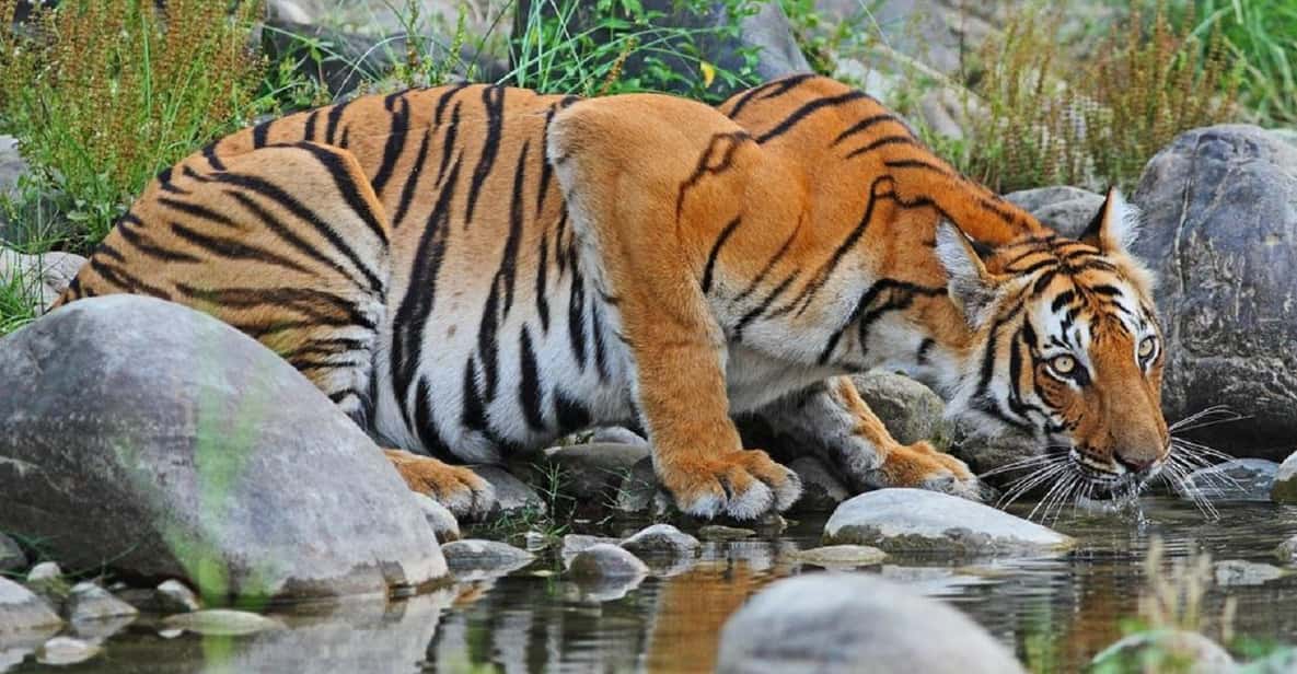 From Kathmandu: 3-Day Chitwan National Park Tour | GetYourGuide