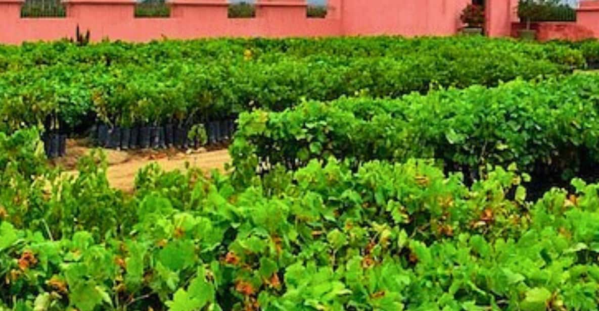 Visit to Tacama Winery - Don Manuel Tour with Tasting | GetYourGuide