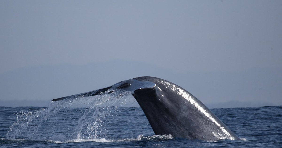 Whale Watching One day Trip From Colombo, Bentota | GetYourGuide