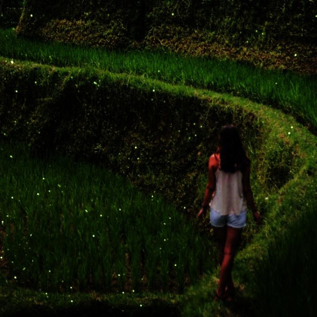 From Ubud: Evening Firefly Tour in Taro Village | GetYourGuide