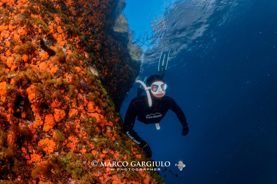 Freediving in the wild of the Amalfi Coast/Capri/Sorrento: | GetYourGuide