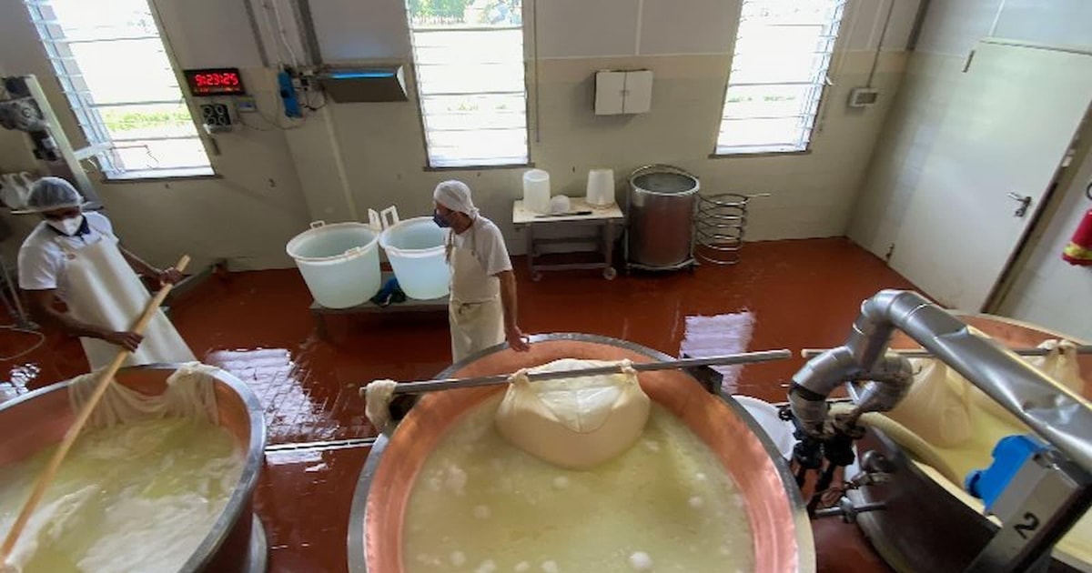 Parma: Parmigiano-Reggiano Cheese Factory Tour & Tasting | GetYourGuide