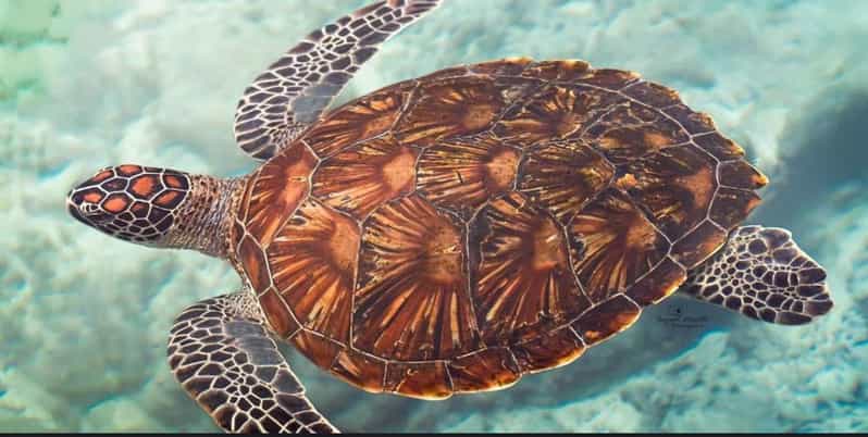 Zanzibar; Caverna Salaam nadando com tartarugas marinhas | GetYourGuide