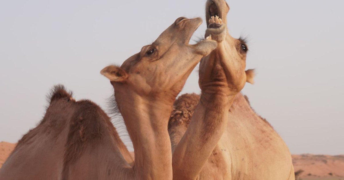 Von Muscat aus: Ganztagestour zu den Wahiba Sands und dem Wadi Bani ...